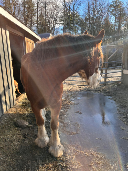 Gentle Ingredients, Glowing Results – Electric Pony