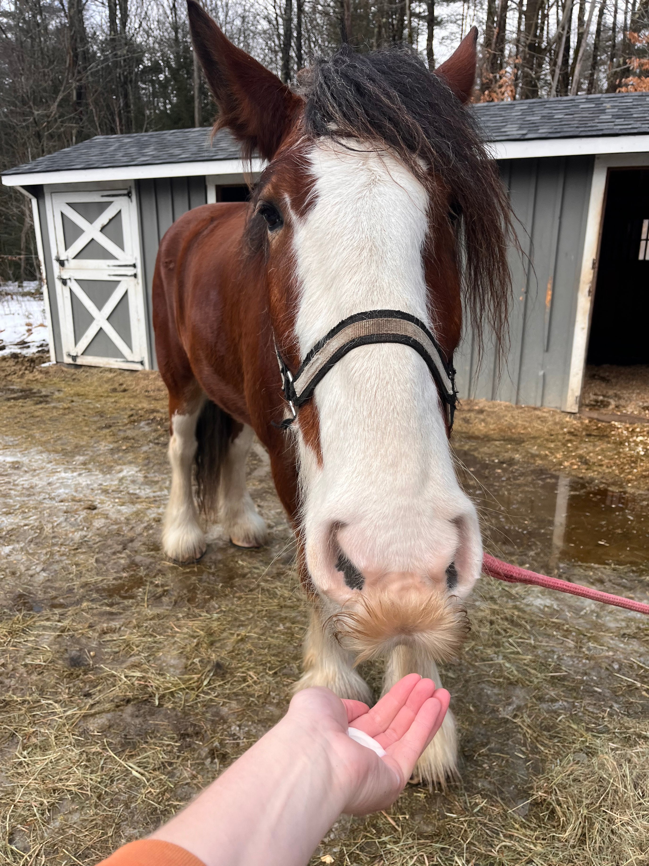 Gentle Ingredients, Glowing Results – Electric Pony